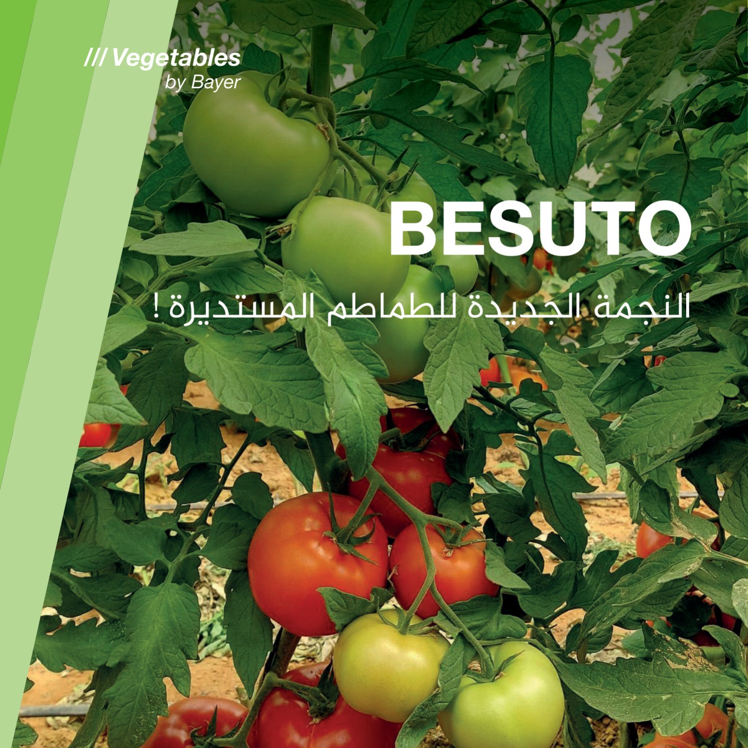 BESUTO.pdf | DocDroid