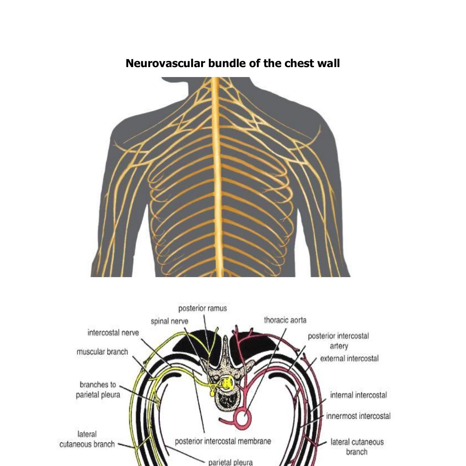 Neurovascular bundle of the chest wall 2023.docx | DocDroid