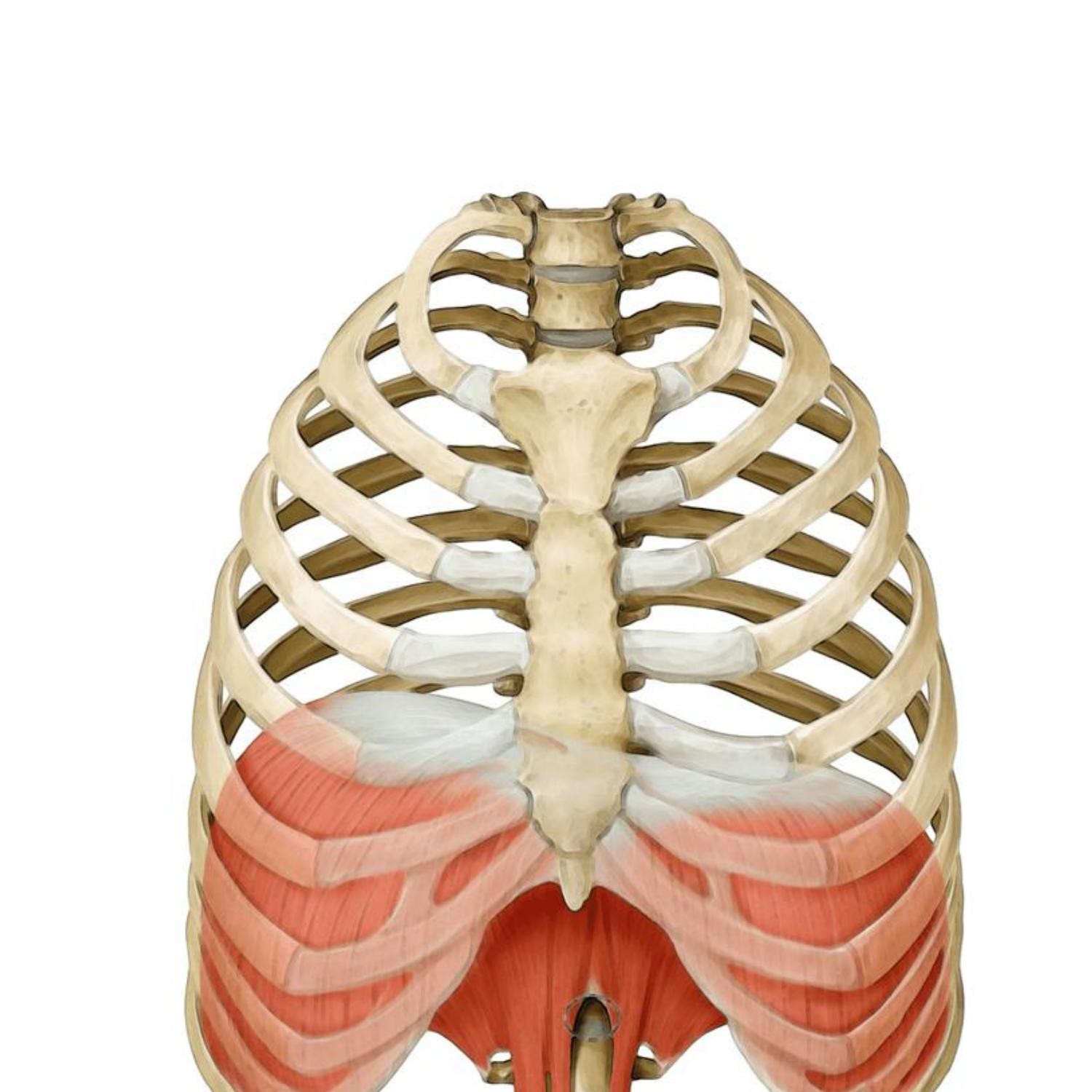Urogenital Diaphragm Anatomy