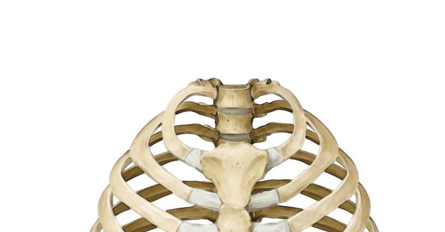 Anatomy Diaphragm 2022.doc | DocDroid