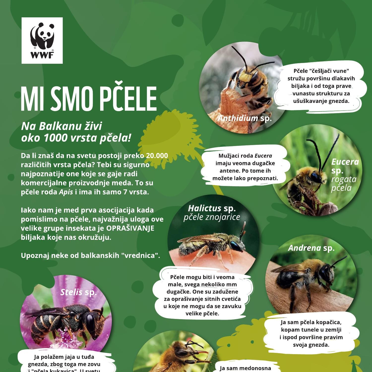 poster_pele_wwf_web.pdf | DocDroid