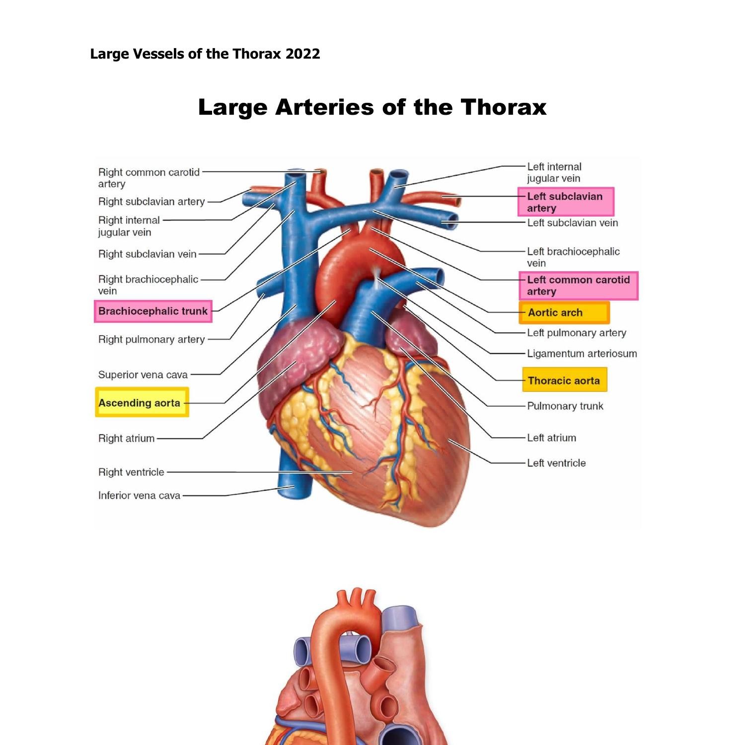 Large vessels of the Thorax 2022.docx | DocDroid