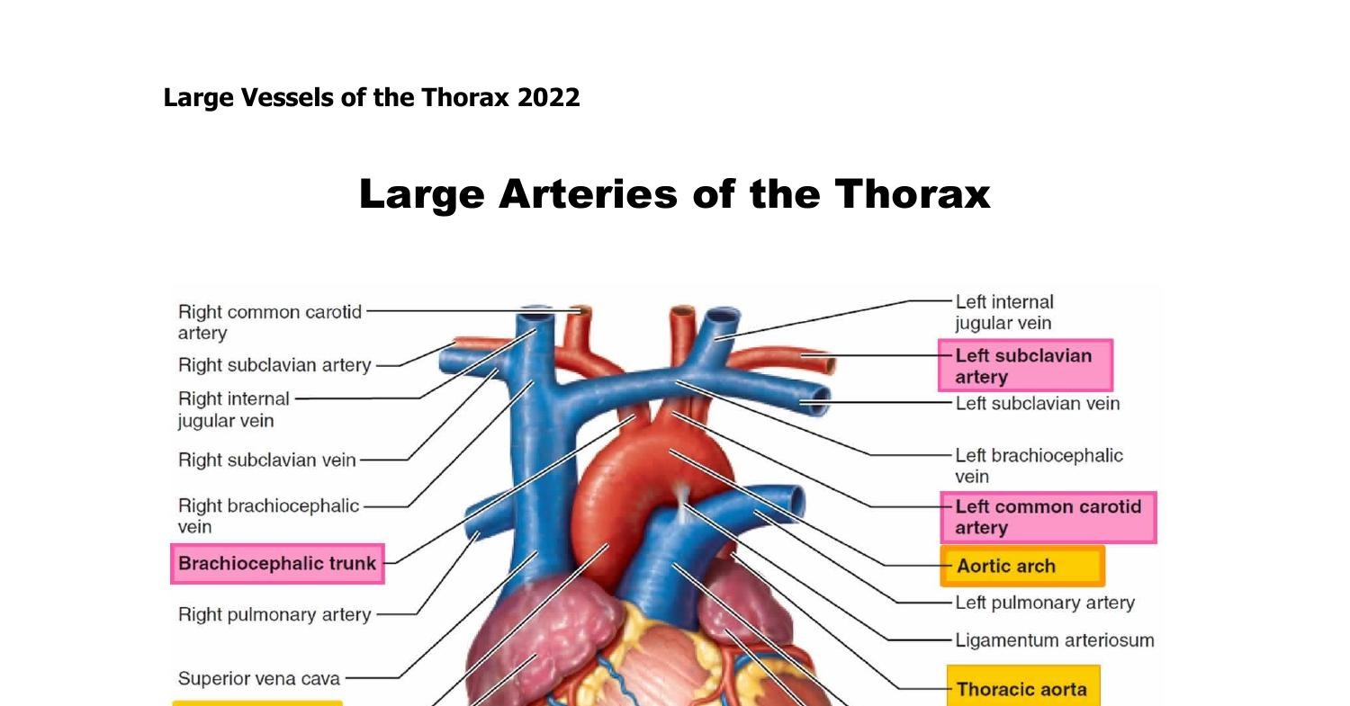 Large vessels of the Thorax 2022.docx | DocDroid