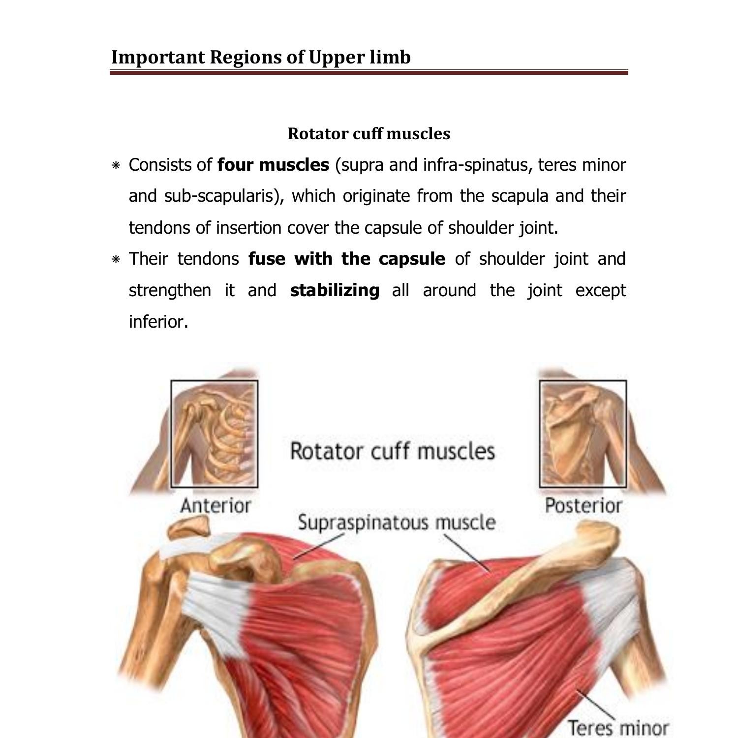 Anatomy General Topics UL.doc | DocDroid