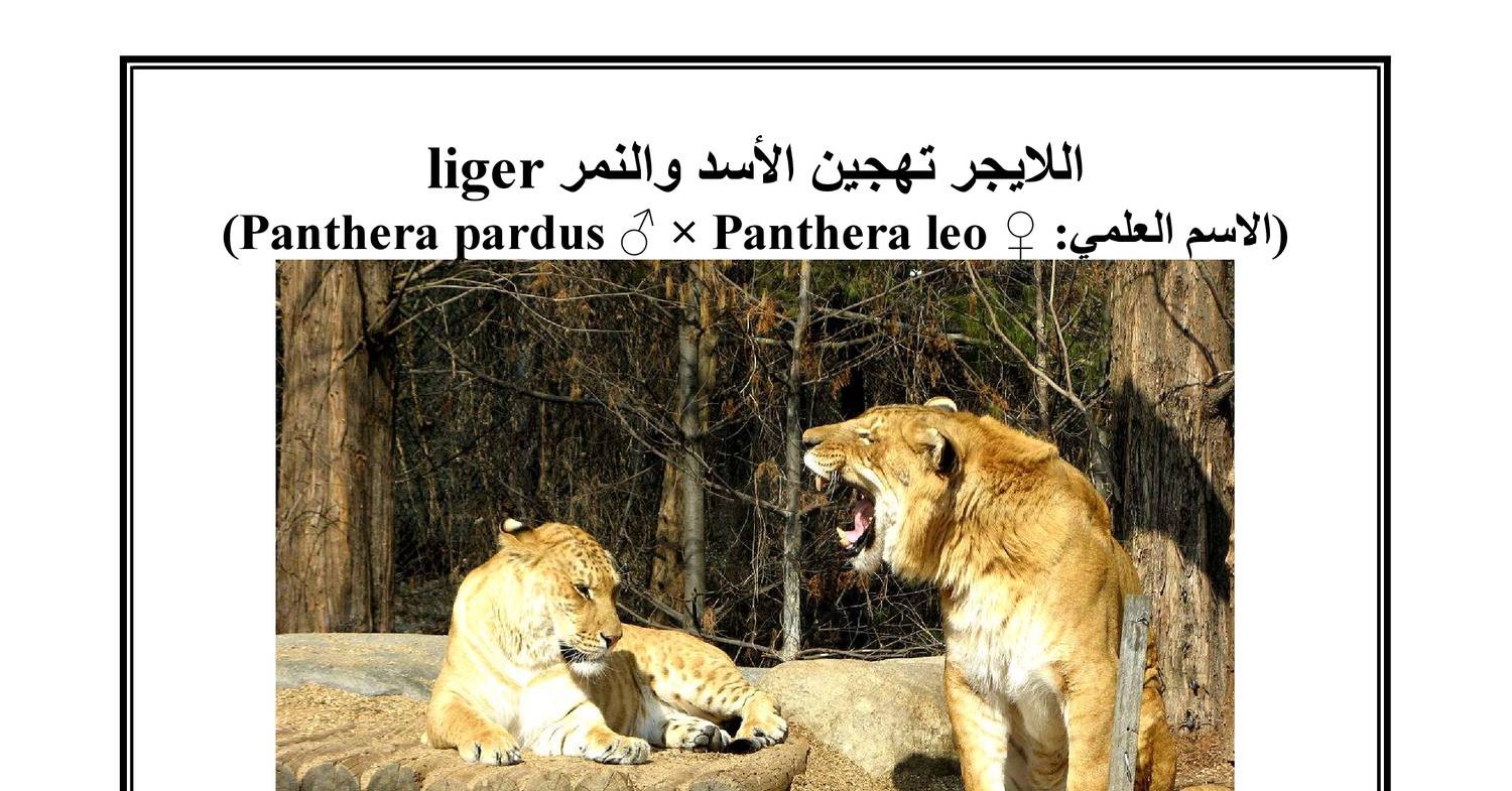 اللايجر تهجين الأسد والنمرliger.pdf | DocDroid
