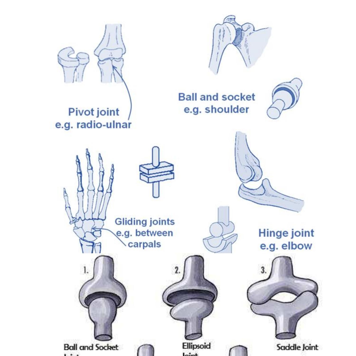 JOINTS OF THE UPPER LIMB 2022.doc | DocDroid