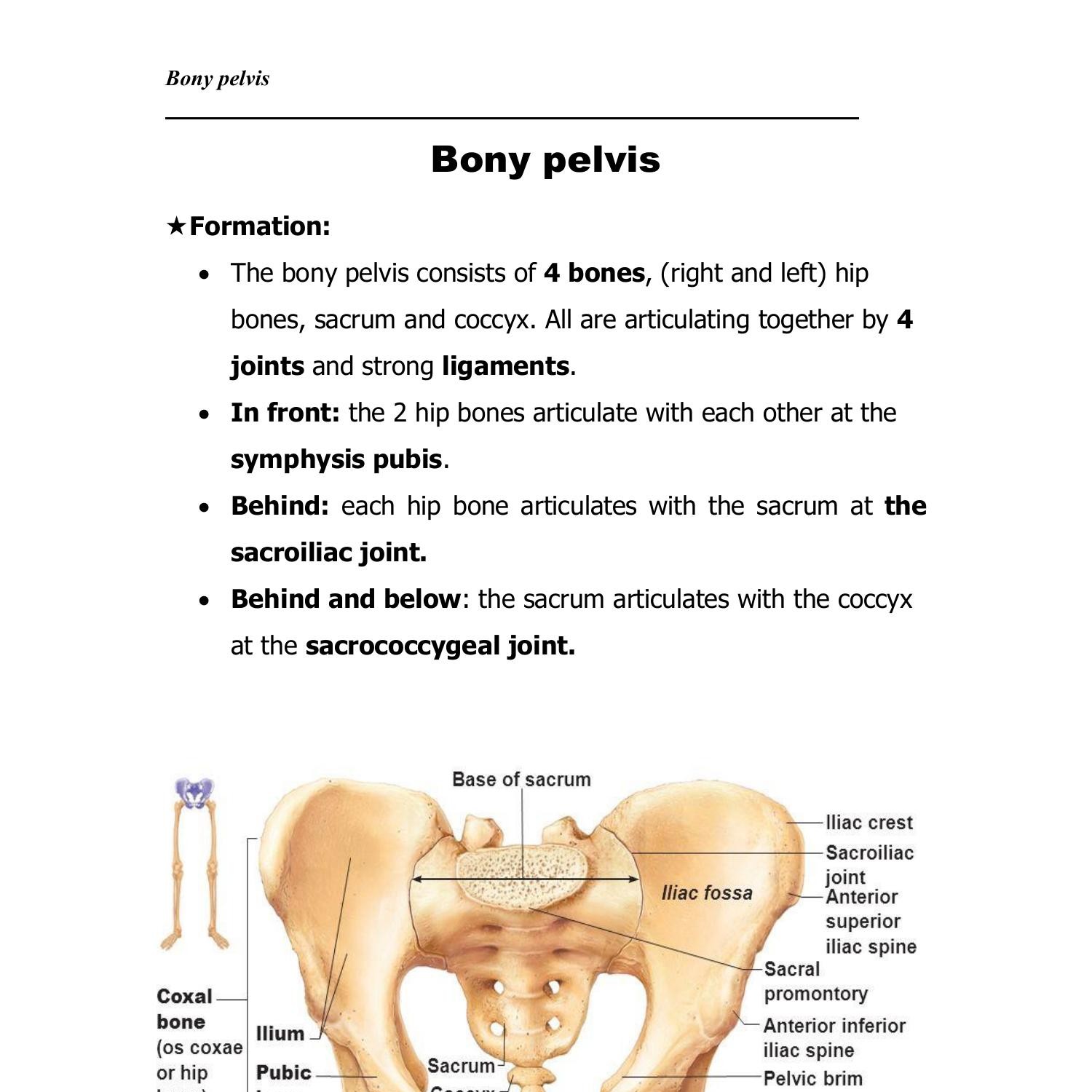 Anatomy of bony pelvis 2023.doc | DocDroid