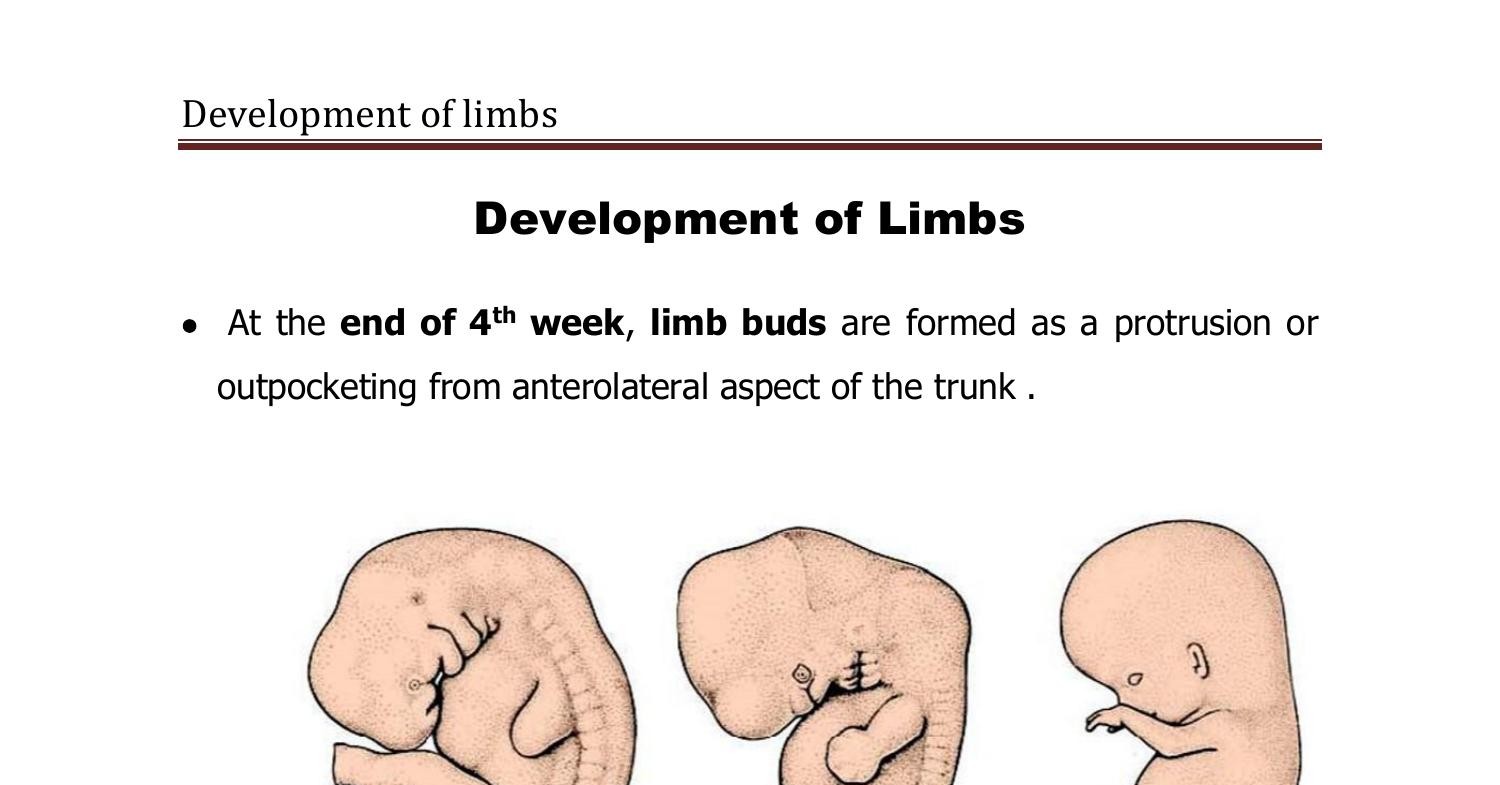 Development of Limbs.doc | DocDroid