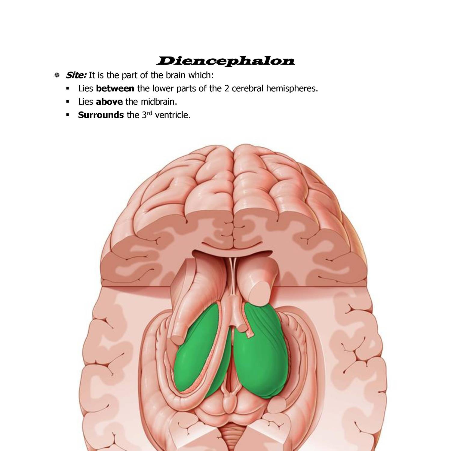 Anatomy diencephalon.docx | DocDroid
