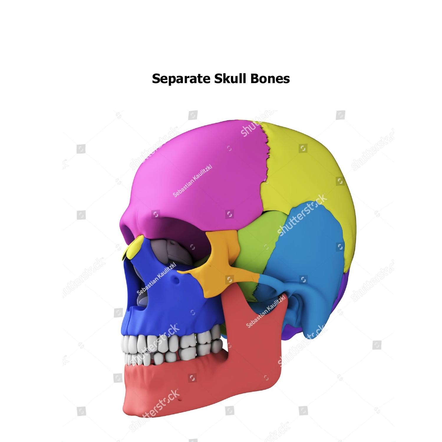 Anatomy of Separate Skull Bones (Recovered).doc | DocDroid