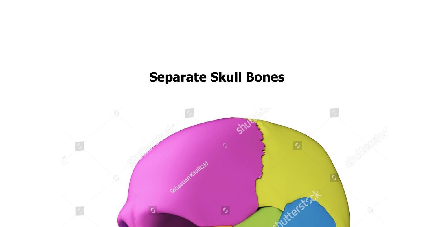 Anatomy of Separate Skull Bones (Recovered).doc | DocDroid