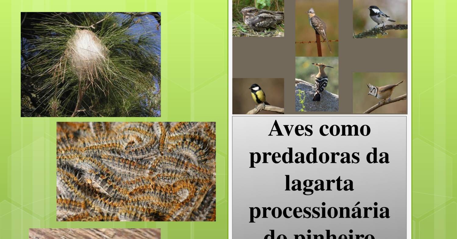Aves como predadoras da lagarta processionária do pinheiro ...