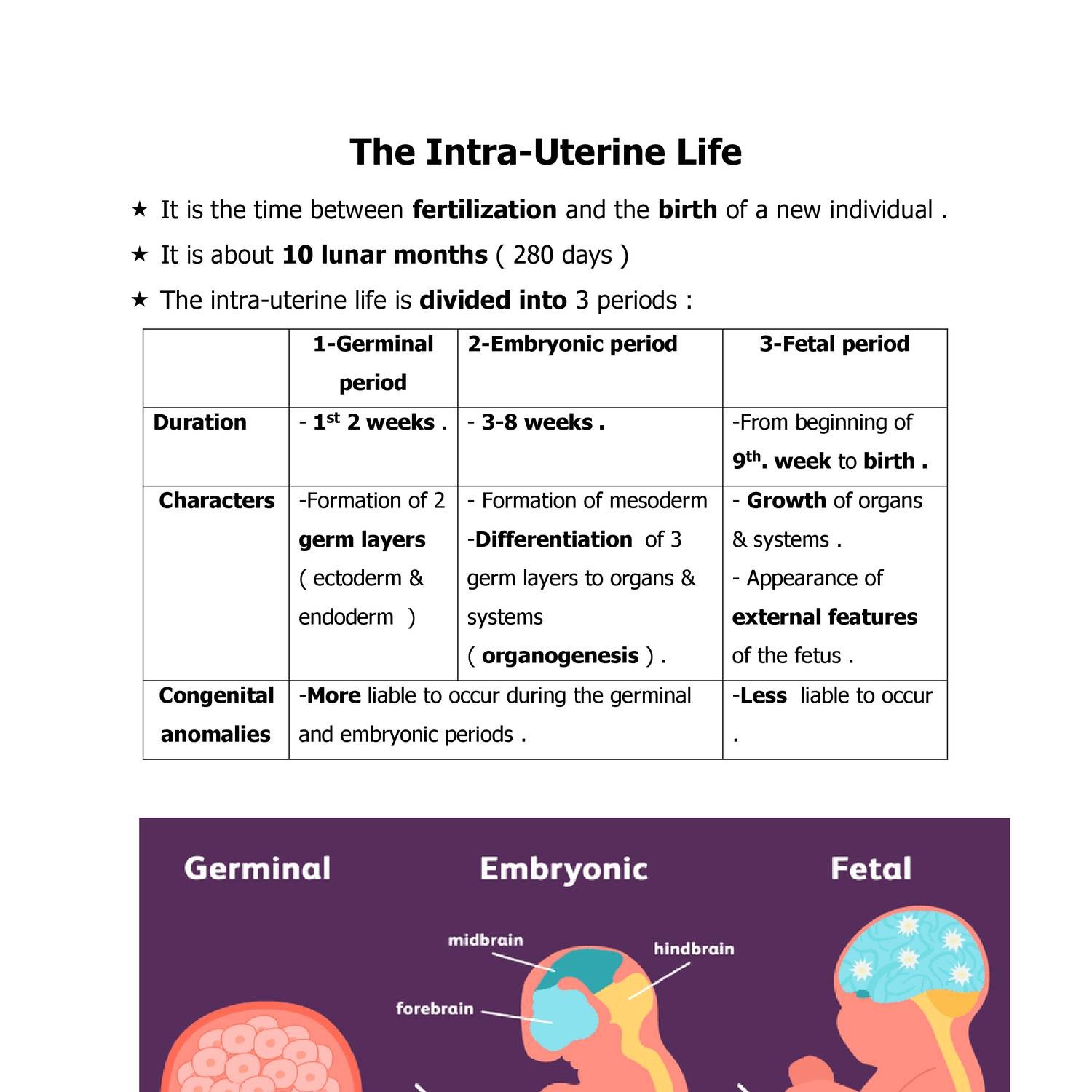 General embryo intra-uterine life.doc | DocDroid