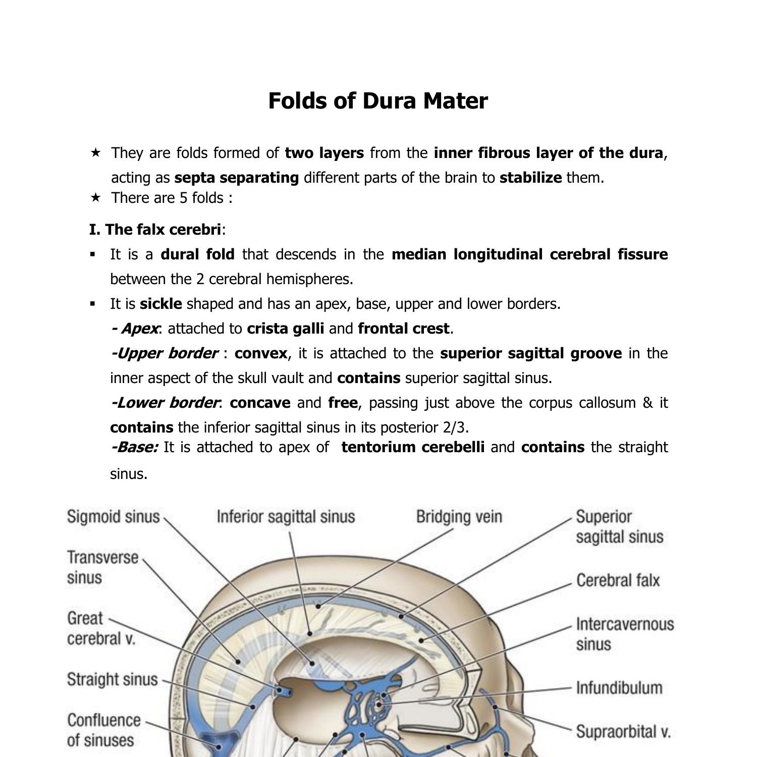 Anatomy dural fold & venous sinuses 2017.doc | DocDroid