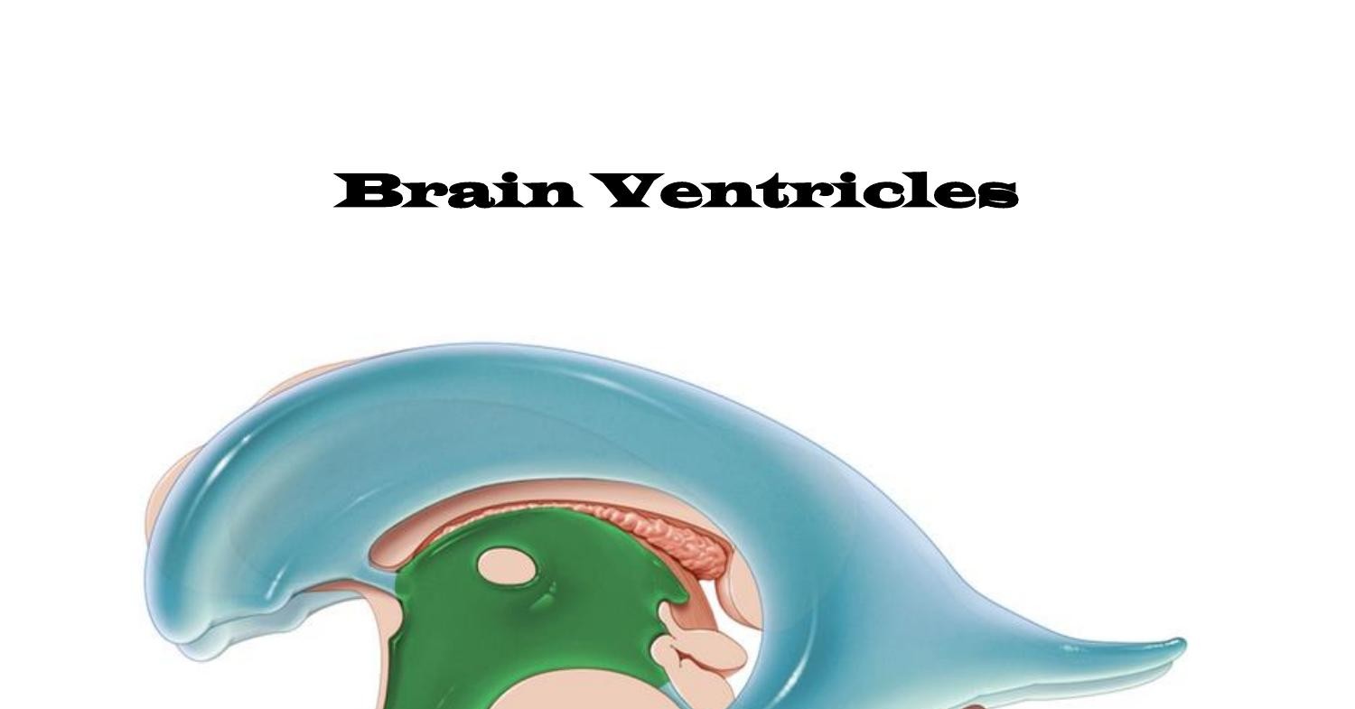Anatomy brain ventricles.doc | DocDroid