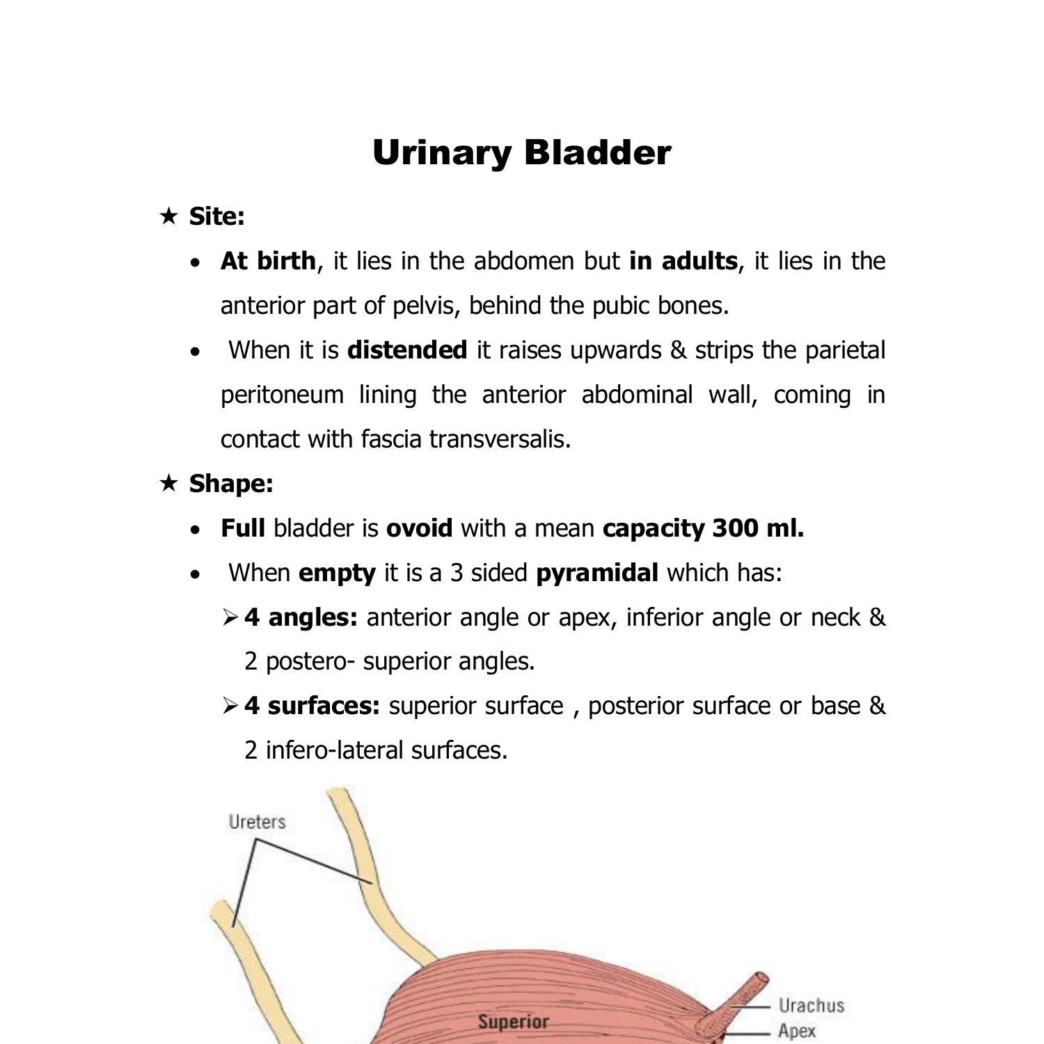Urinary Bladder Anatomy Model