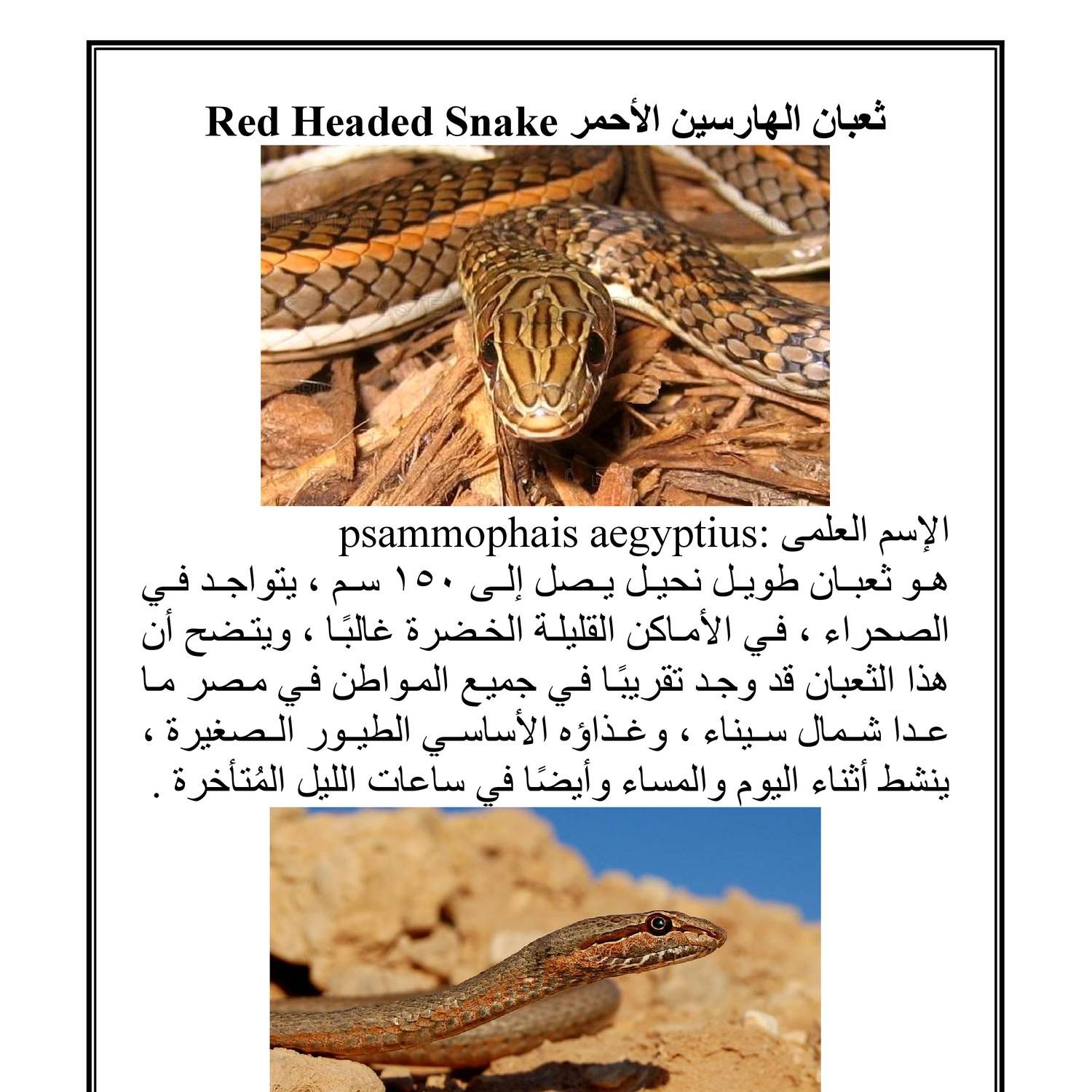 ثعبان الهارسين الأحمر Red Headed Snake.pdf | DocDroid