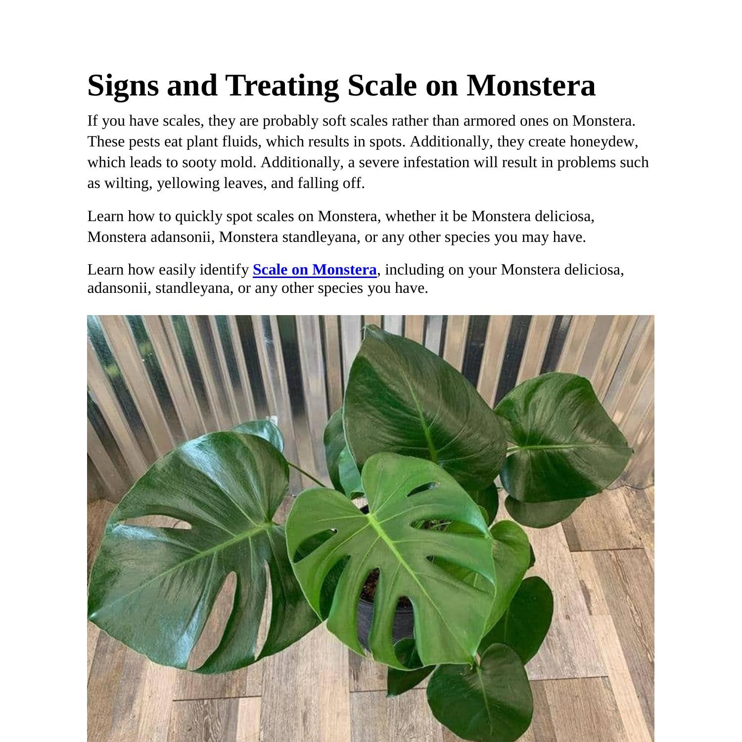 Signs-and-Treating-Scale-on-Monstera.pdf | DocDroid