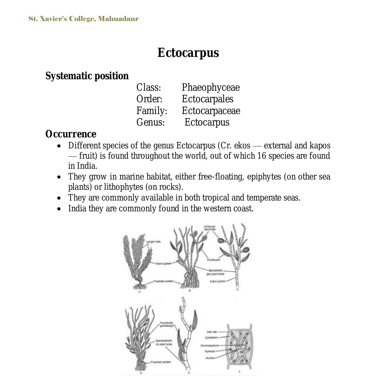Ectocarpus.pdf | DocDroid