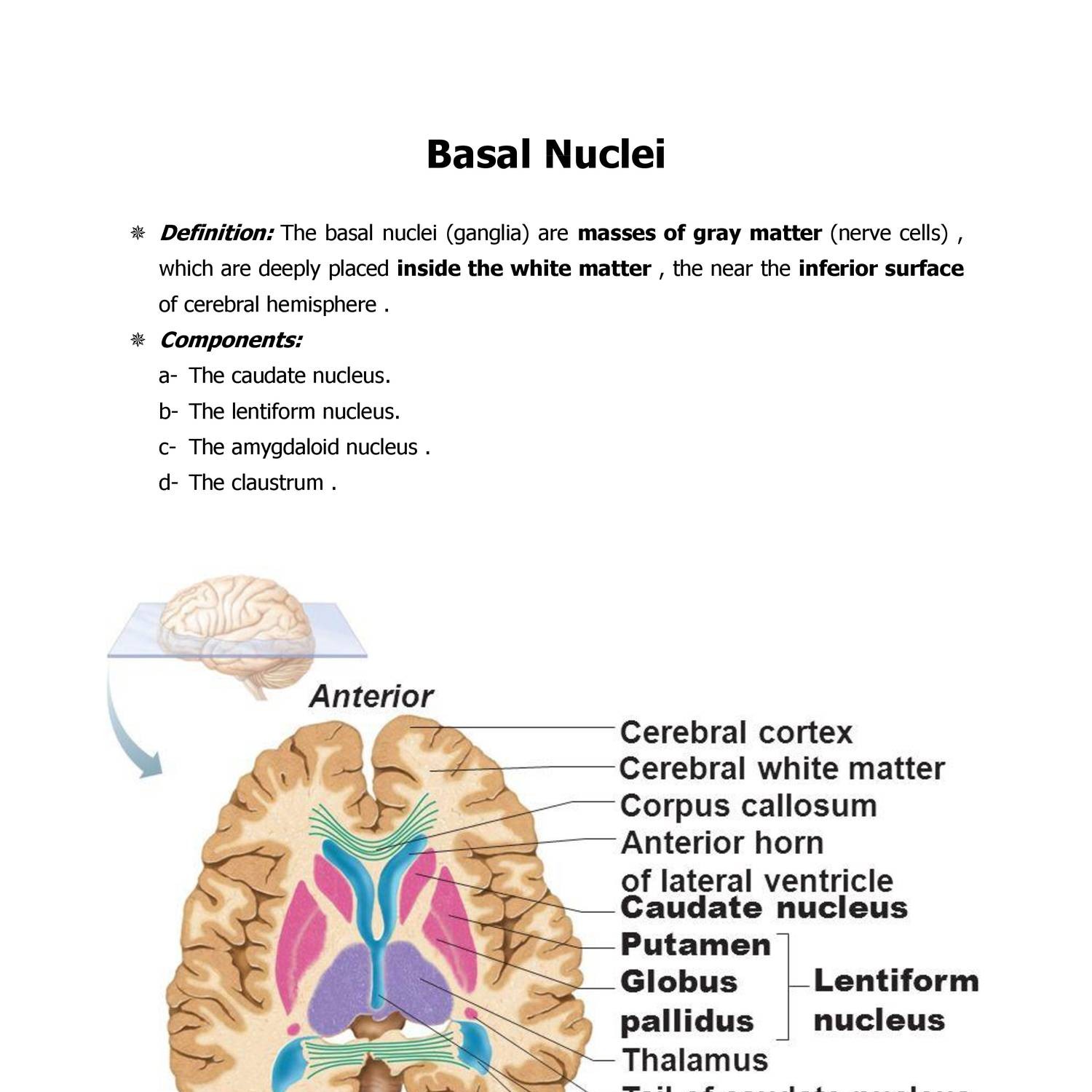 Basal Ganglia Anatomy 1 Youtube