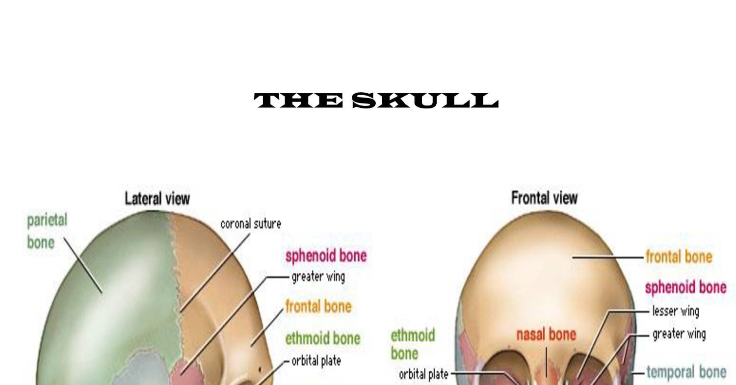 Summary of the skull.doc | DocDroid